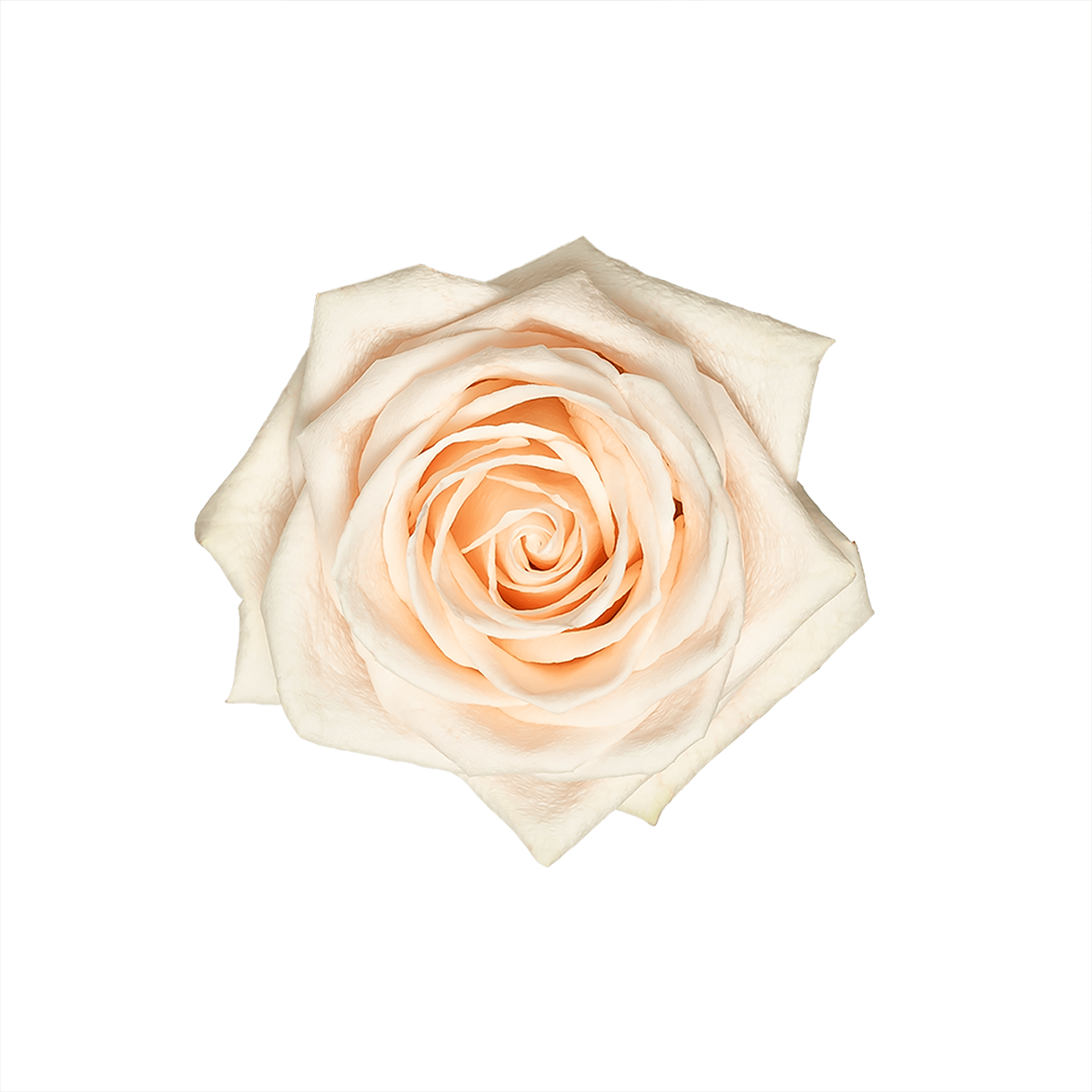 Ecuadorian Wholesale Roses | Sunrite Farms