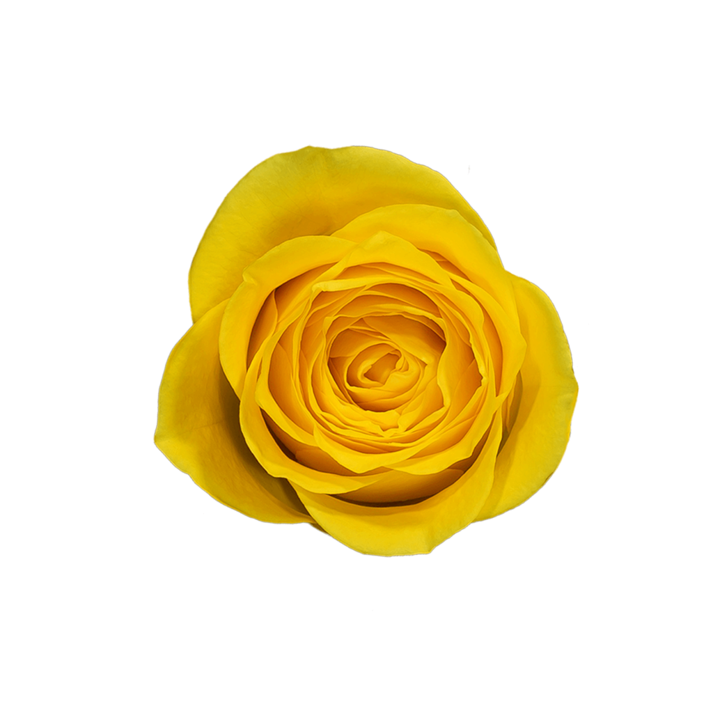 Products – Sunrite Farms Ecuador