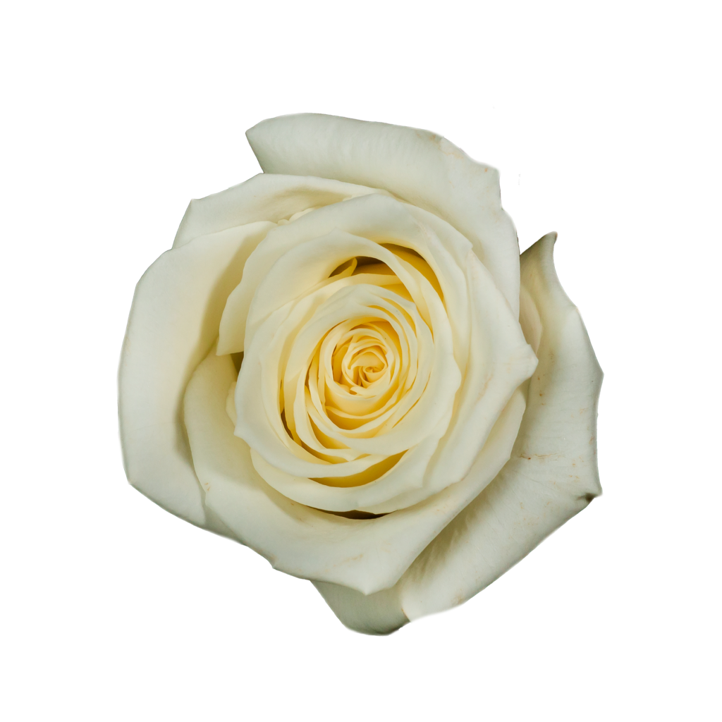 Products – Sunrite Farms Ecuador