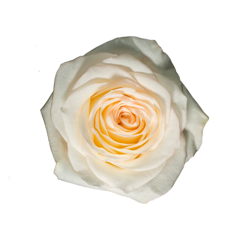 Standard Roses Archives - Sunrite Farms Ecuador