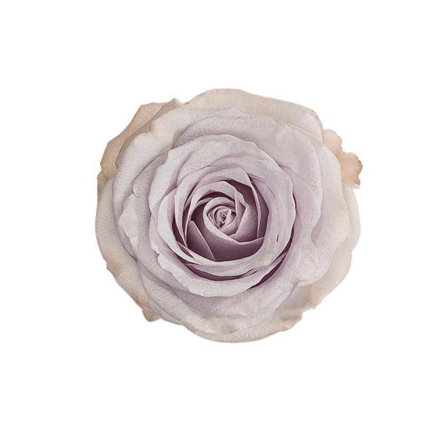 Silver Mikado - Sunrite Farms Ecuador