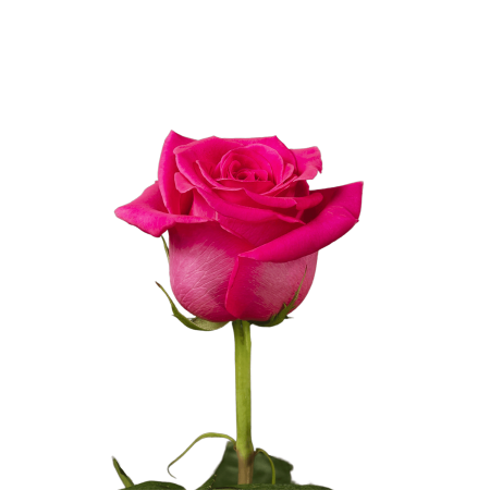 Pink Floyd - Sunrite Farms Ecuador