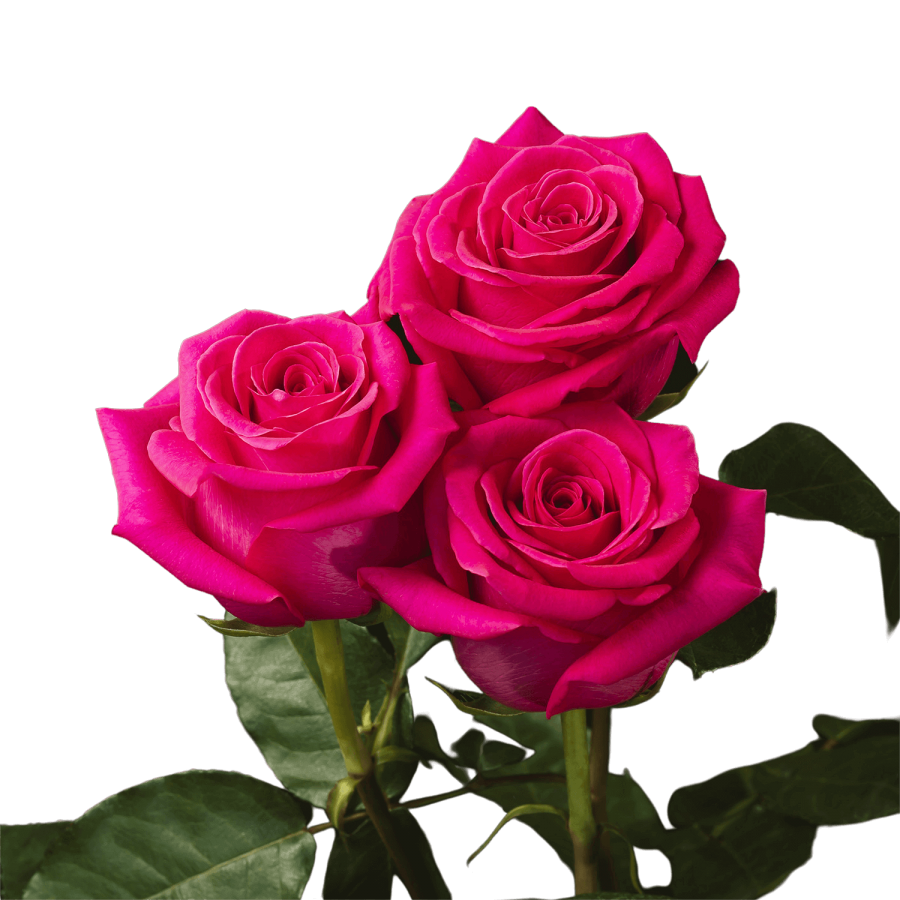 Pink Floyd - Sunrite Farms Ecuador